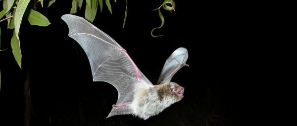 Microbats – Bat Conservation and Rescue QLD Inc