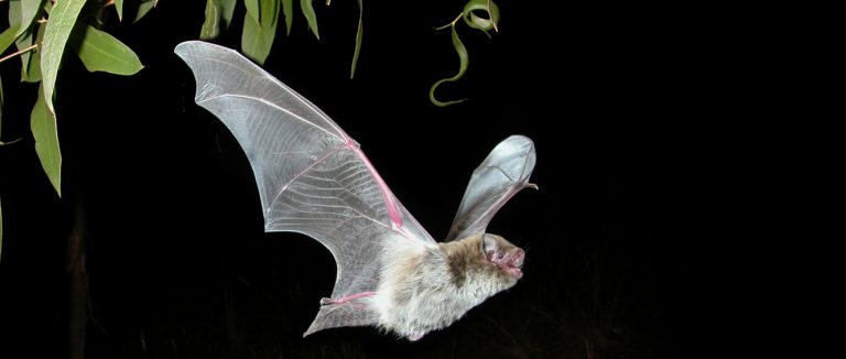 Microbats – Bat Conservation and Rescue QLD Inc