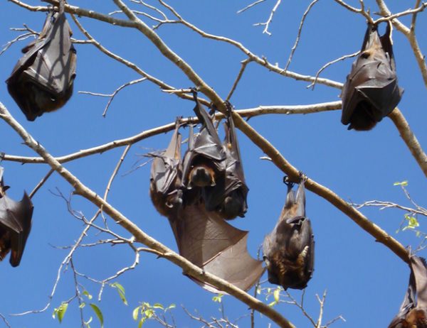 About – Bat Conservation and Rescue QLD Inc