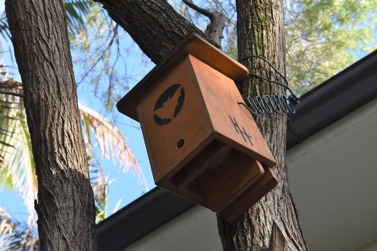 Microbats – Bat Conservation and Rescue QLD Inc