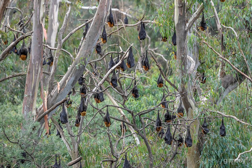 Flying-foxes – Bat Conservation and Rescue QLD Inc