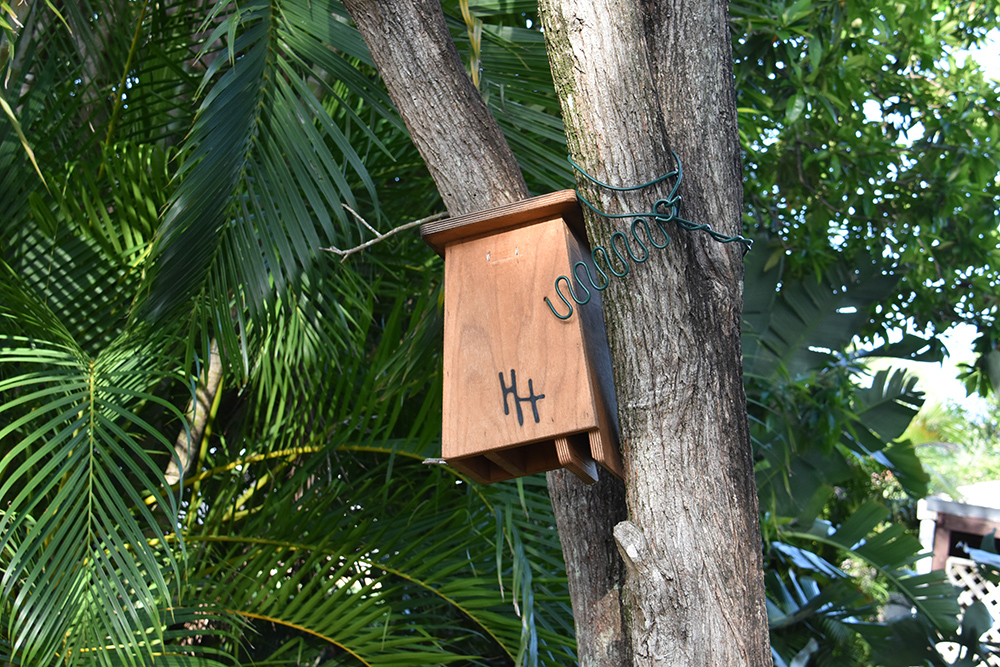 Microbats – Bat Conservation and Rescue QLD Inc