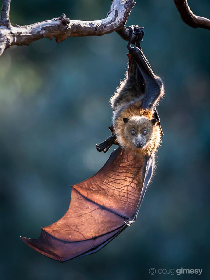 Flying-foxes – Bat Conservation and Rescue QLD Inc