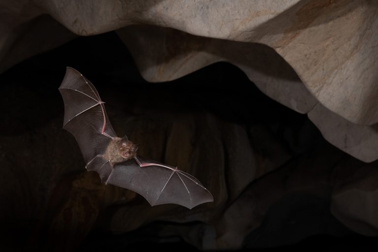 Microbats – Bat Conservation and Rescue QLD Inc