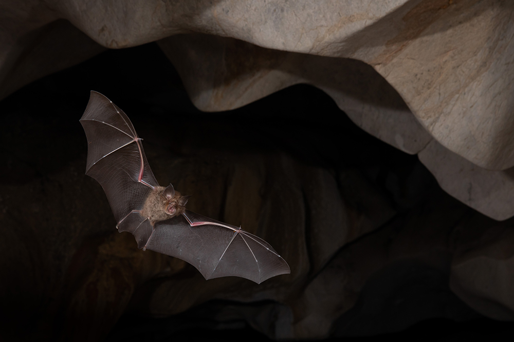 Microbats – Bat Conservation and Rescue QLD Inc