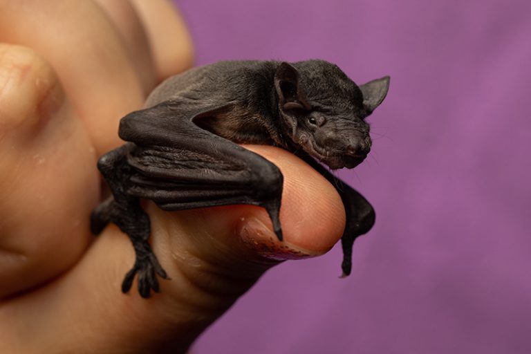 Microbats – Bat Conservation and Rescue QLD Inc