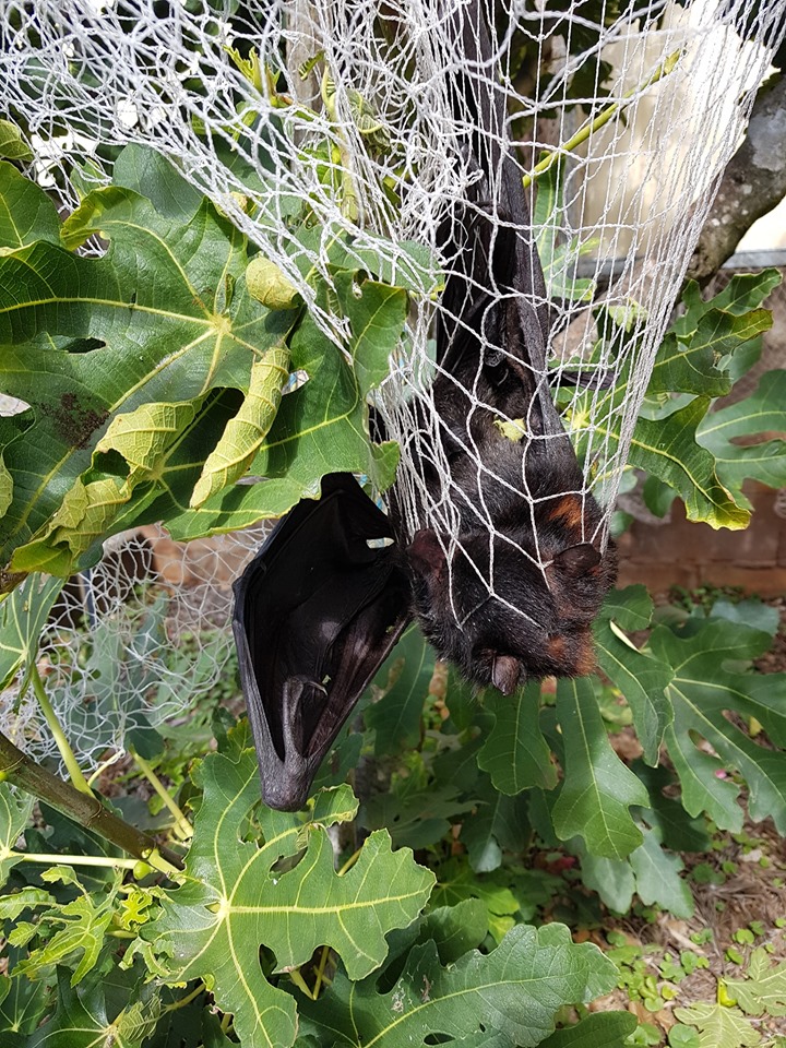 Entrapment in large aperture fruit netting – Bat Conservation and ...