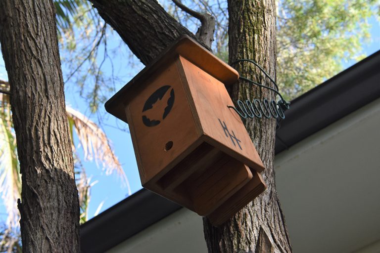 Disturbed microbat roost – Bat Conservation and Rescue QLD Inc