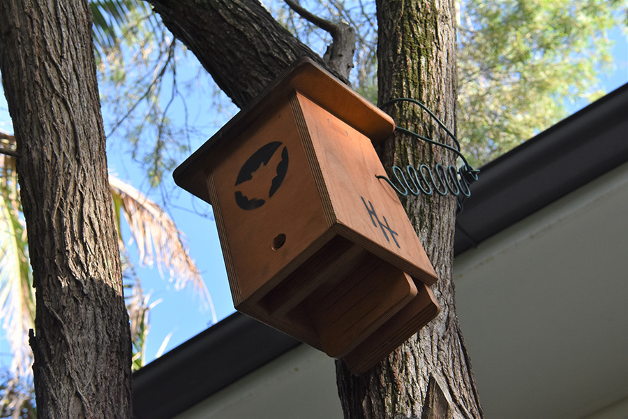 Disturbed microbat roost – Bat Conservation and Rescue QLD Inc