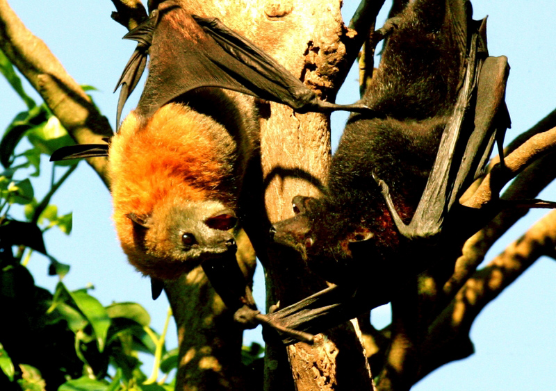 Flying-foxes – Bat Conservation and Rescue QLD Inc