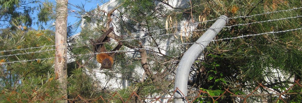 Barbed wire – Bat Conservation and Rescue QLD Inc