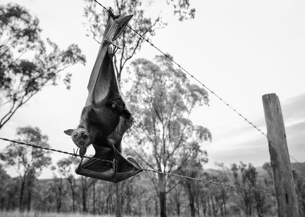 Barbed wire – Bat Conservation and Rescue QLD Inc
