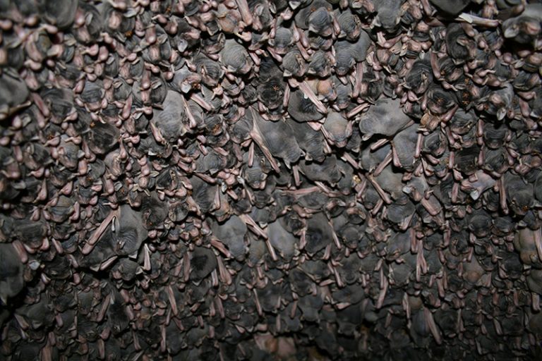 Disturbed microbat roost – Bat Conservation and Rescue QLD Inc