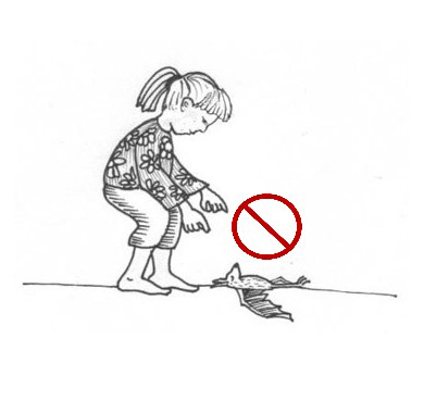 Rescue – Bat Conservation and Rescue QLD Inc