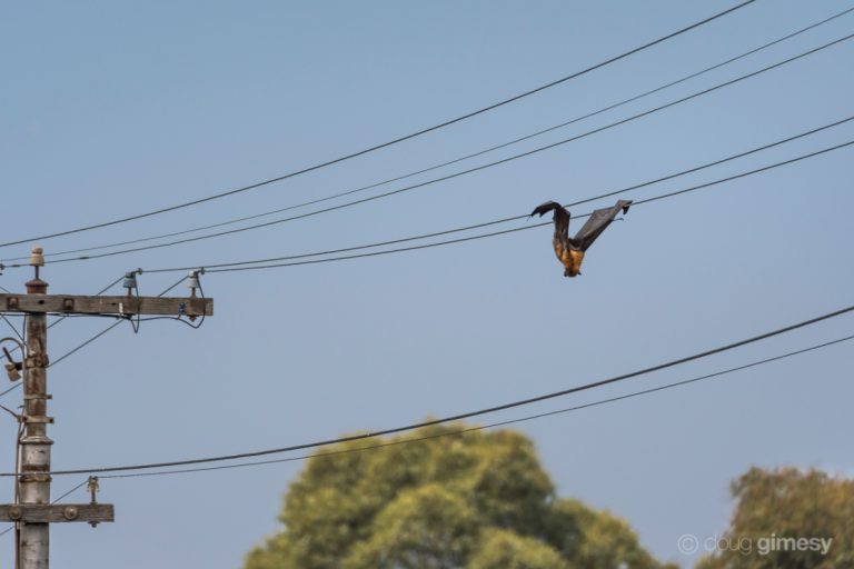 Electrocution on overhead powerlines – Bat Conservation and Rescue QLD Inc