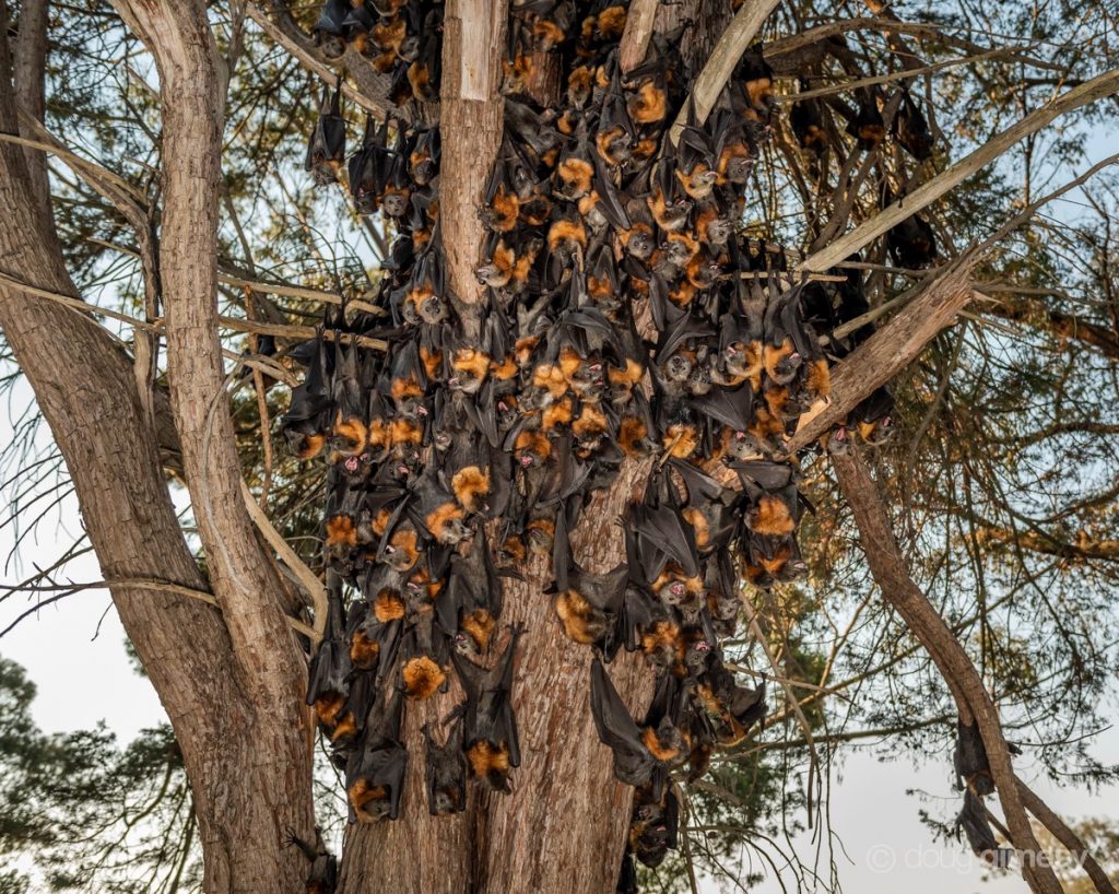 Increasingly severe and more frequent weather events – Bat Conservation ...