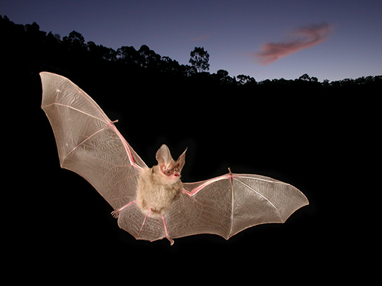 Why bats are important – Bat Conservation and Rescue QLD Inc