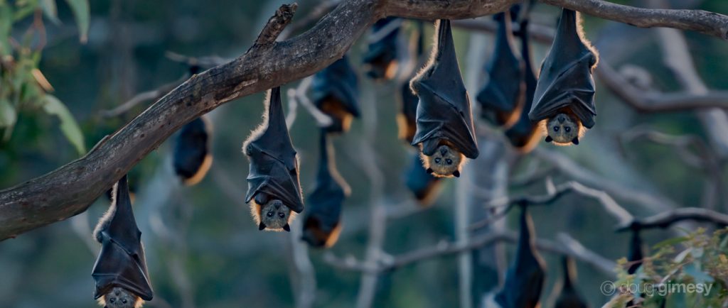 Flying-foxes – Bat Conservation and Rescue QLD Inc