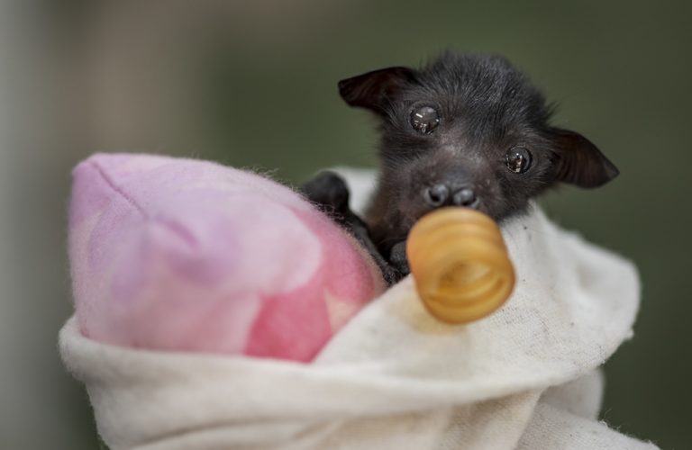 Bat Conservation and Rescue QLD Inc – Non-profit organisation dedicated ...