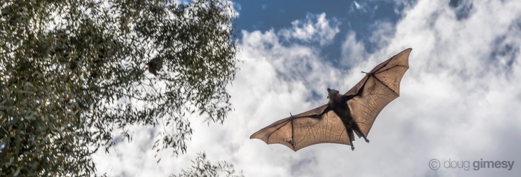 Why bats are important – Bat Conservation and Rescue QLD Inc