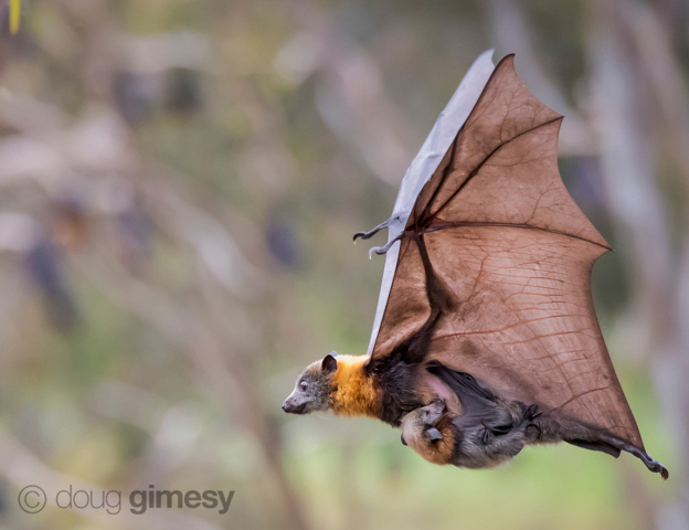 Flying-foxes – Bat Conservation and Rescue QLD Inc