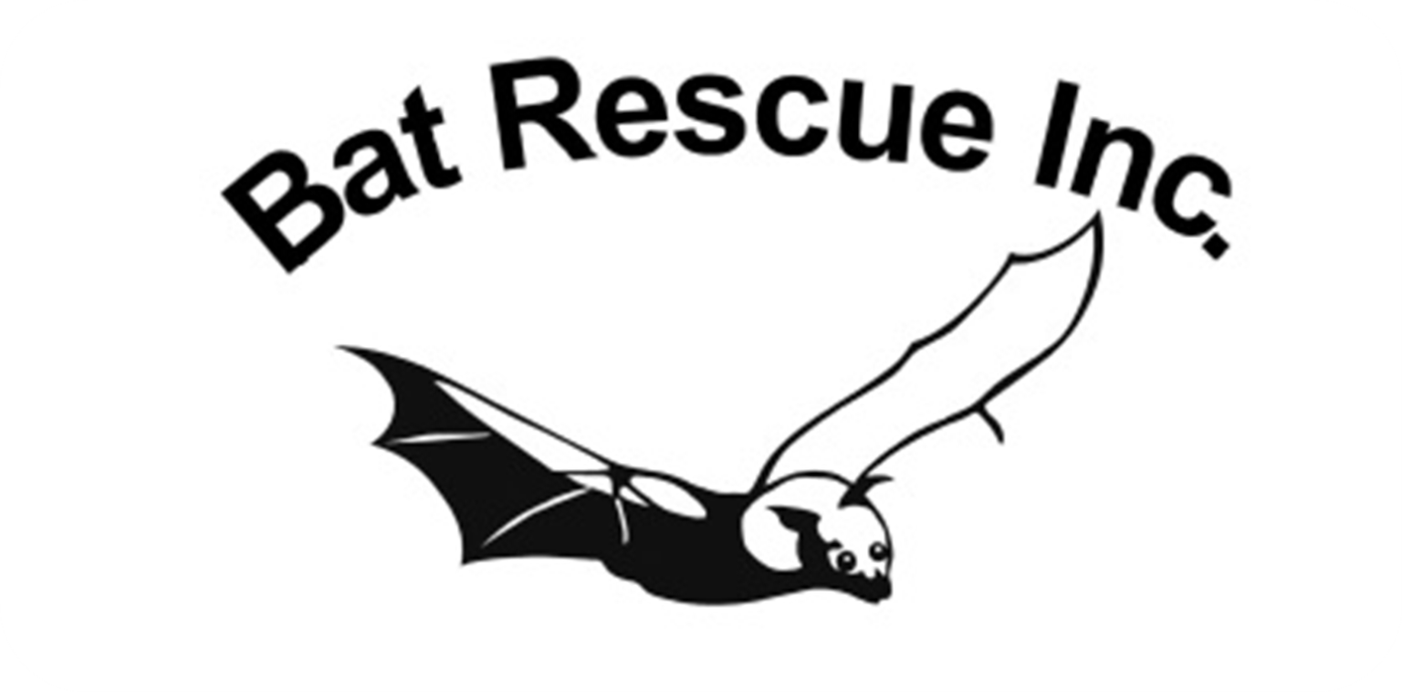 Why bats are important – Bat Conservation and Rescue QLD Inc