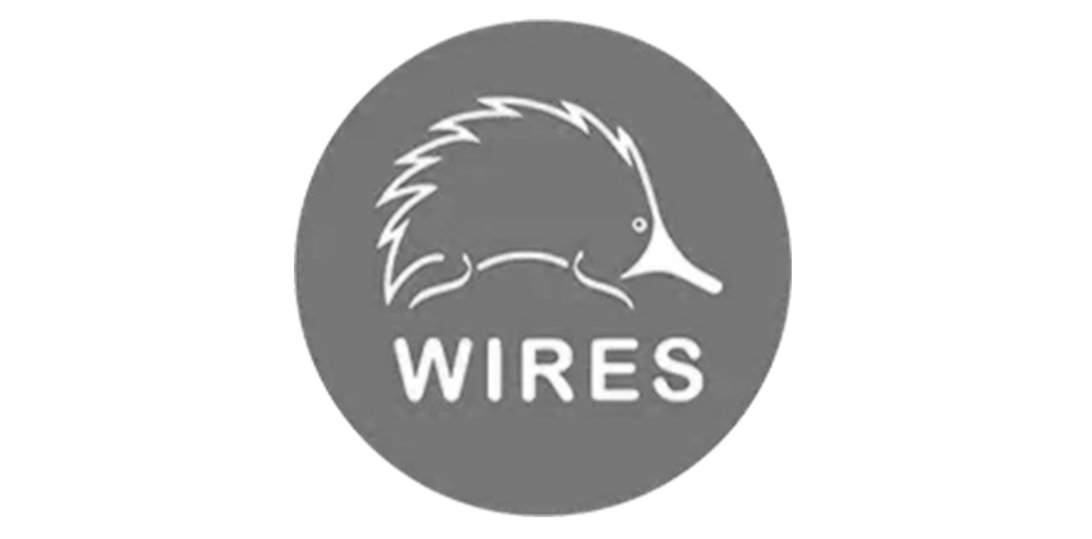 Microbats – Bat Conservation and Rescue QLD Inc